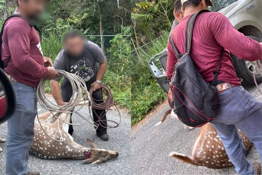 Yumká emite comunicado sobre el reingreso de venado axis que escapó de ...